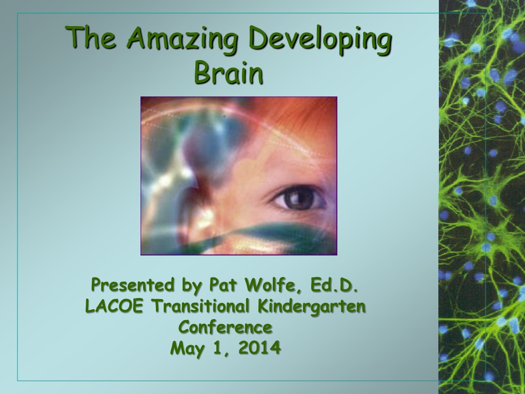 PPT - The Amazing Developing Brain PowerPoint Presentation, free ...