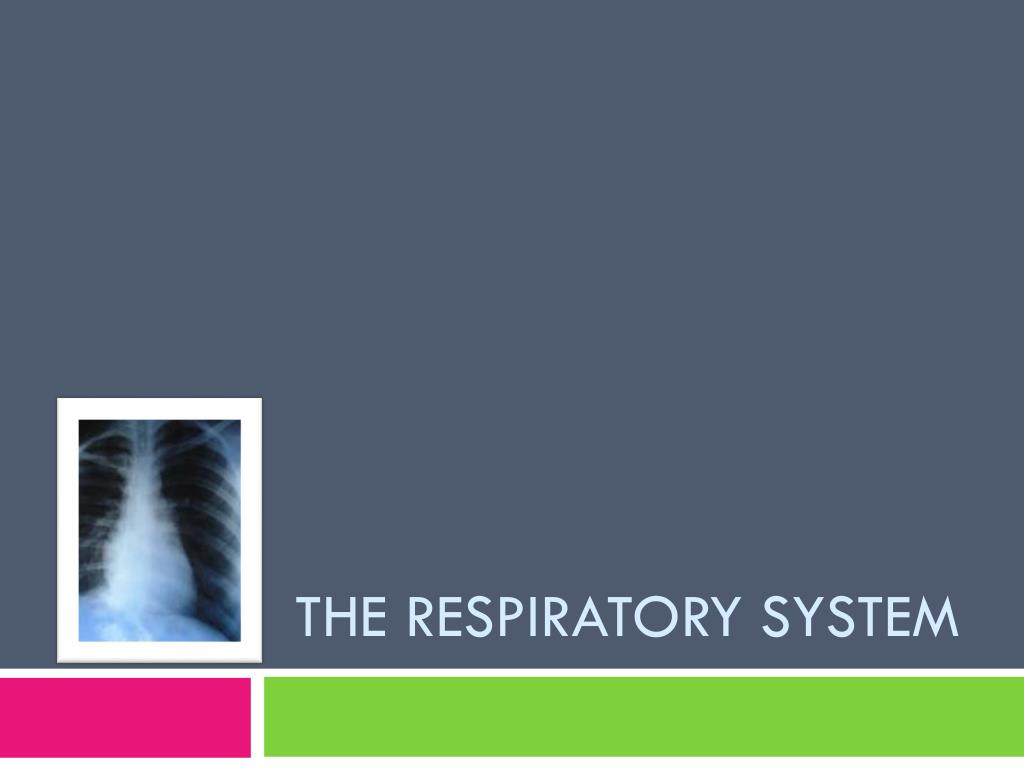 PPT - The Respiratory system PowerPoint Presentation, free download ...
