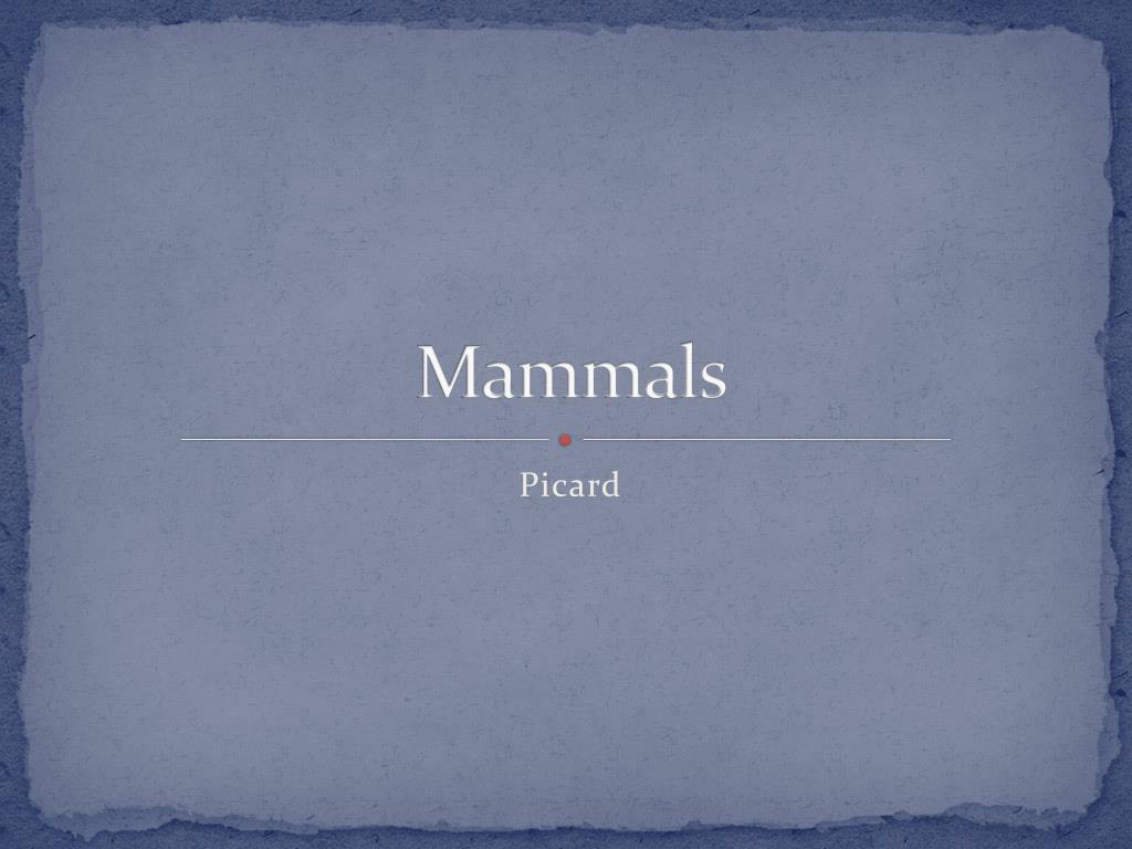 PPT - Mammals PowerPoint Presentation, free download - ID:1540522