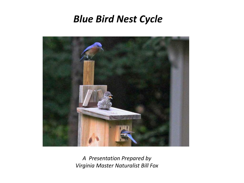 PPT - Blue Bird Nest Cycle PowerPoint Presentation, free download - ID ...