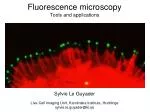 PPT - Fluorescence Microscopy PowerPoint Presentation, free download ...