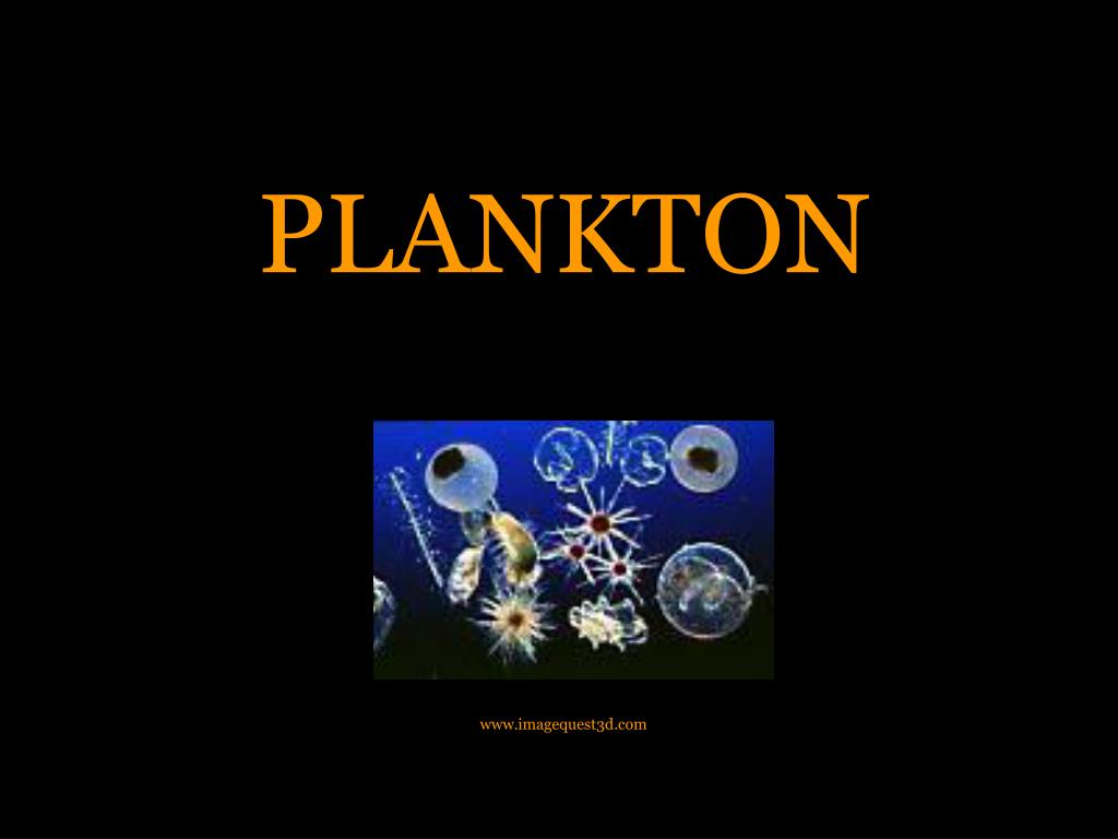 PPT - PLANKTON PowerPoint Presentation, free download - ID:1552971
