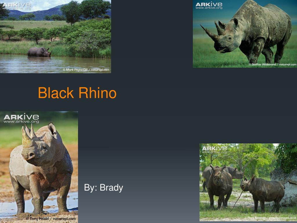 PPT - Black Rhino PowerPoint Presentation, free download - ID:1554704