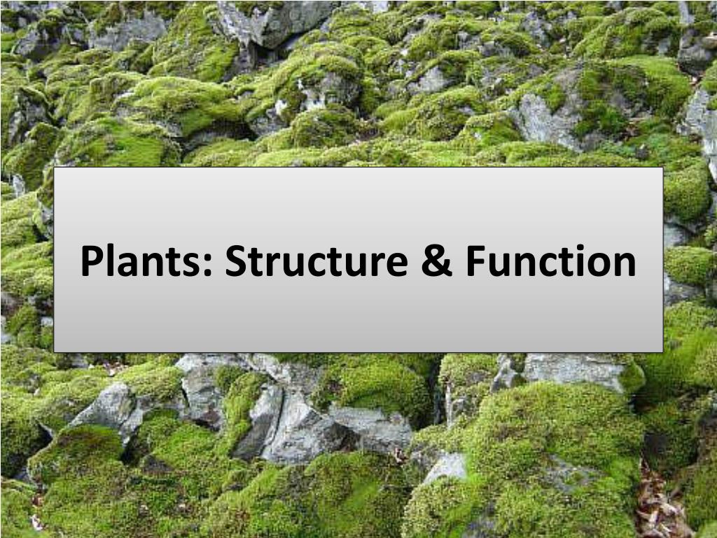 PPT - Plants: Structure & Function PowerPoint Presentation, free ...