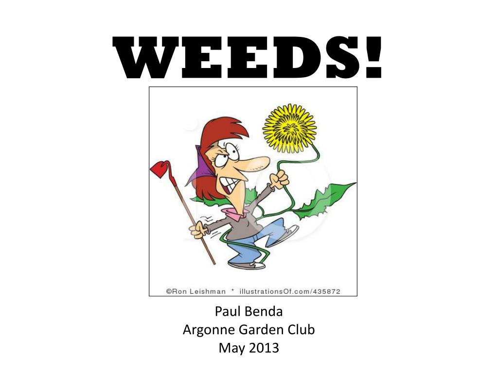 PPT - WEEDS! PowerPoint Presentation, free download - ID:1560574