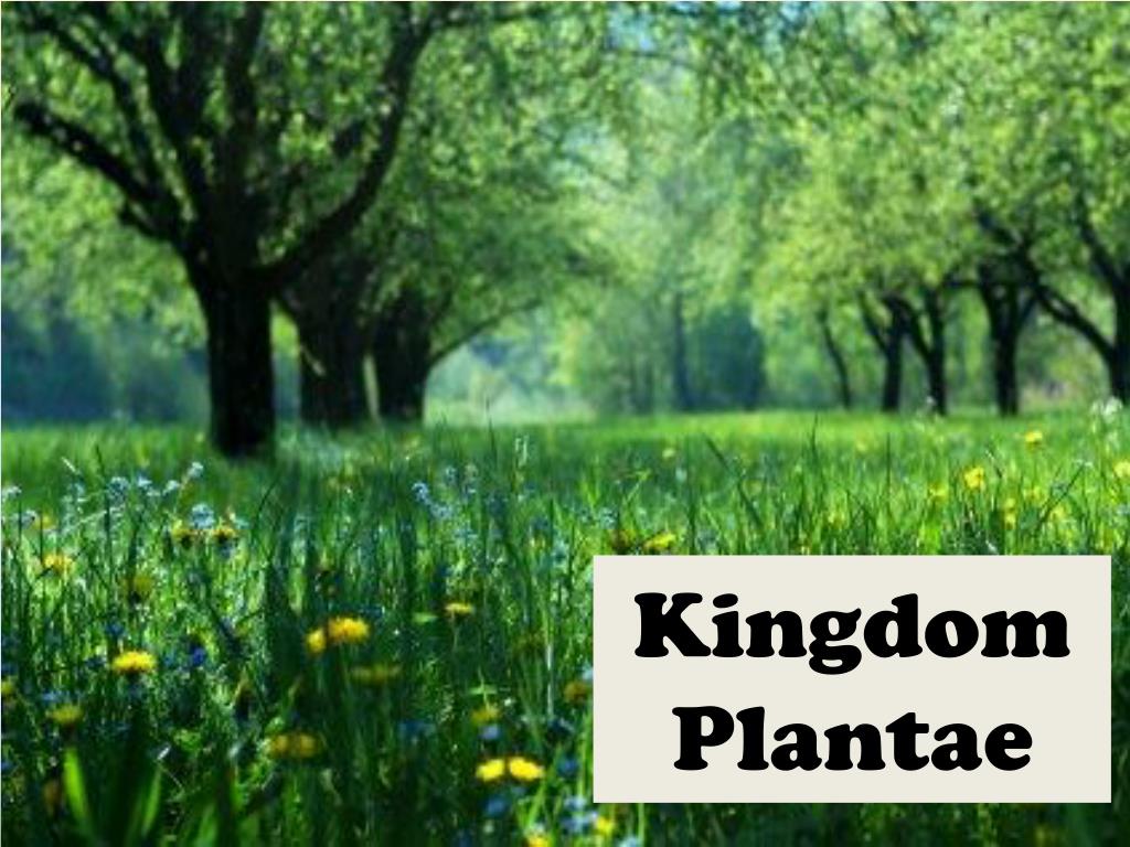 PPT - Kingdom Plantae PowerPoint Presentation, free download - ID:1561714