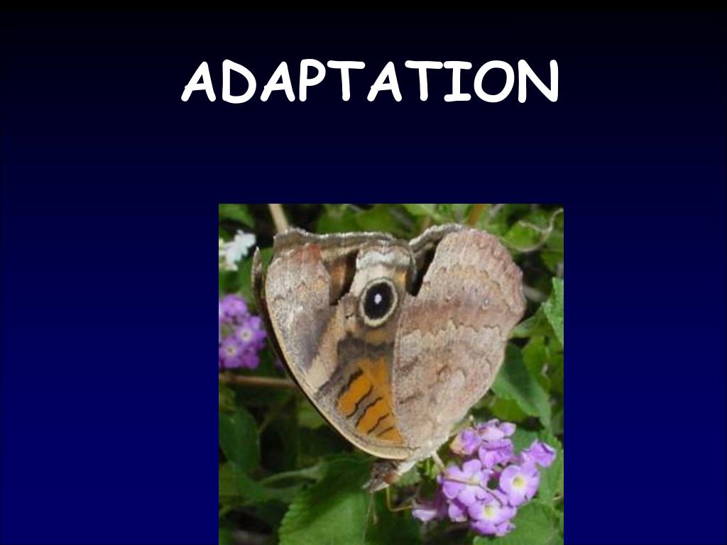 PPT - ADAPTATION PowerPoint Presentation, free download - ID:1583147