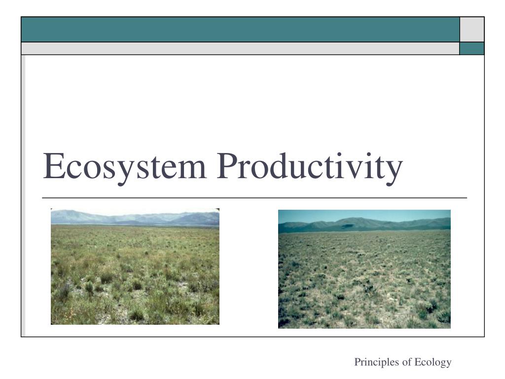 PPT - Ecosystem Productivity PowerPoint Presentation, free download ...