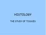 PPT - Histology (Tissues) PowerPoint Presentation, free download - ID ...