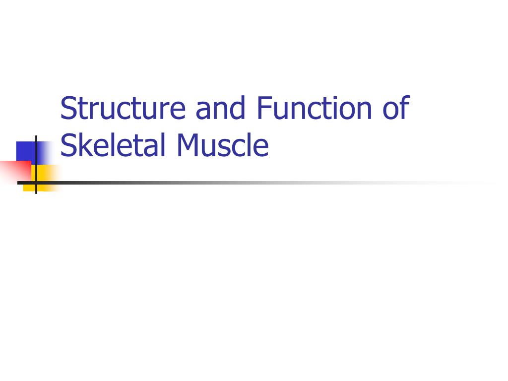 PPT - Structure and Function of Skeletal Muscle PowerPoint Presentation ...