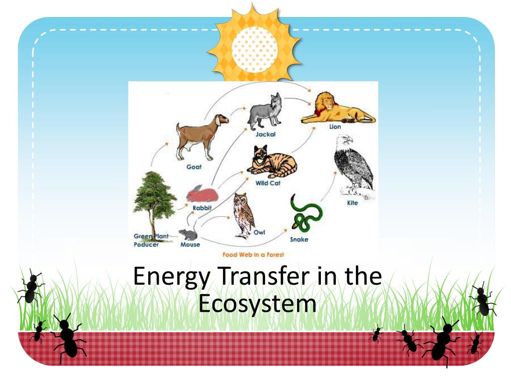 PPT - Energy Transfer in the Ecosystem PowerPoint Presentation, free ...