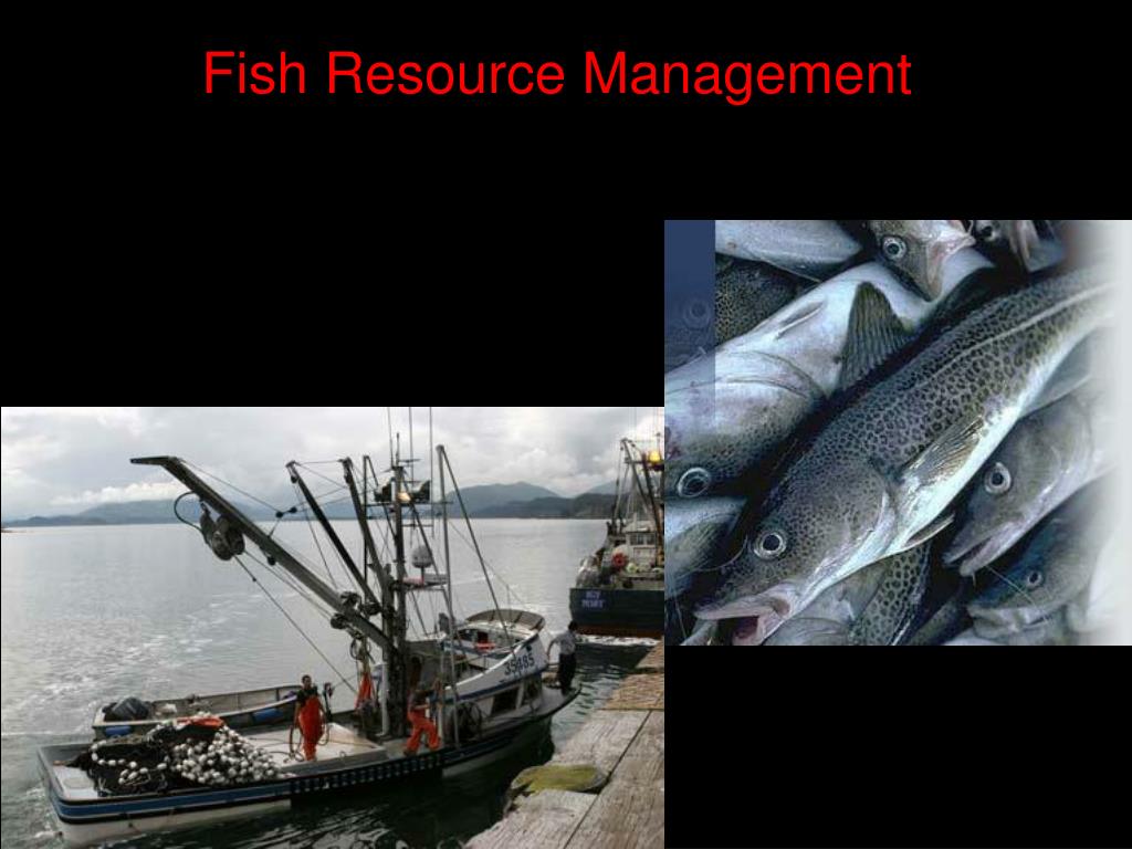 PPT - Sustainable Fisheries: Managing Ocean Resources for Future ...