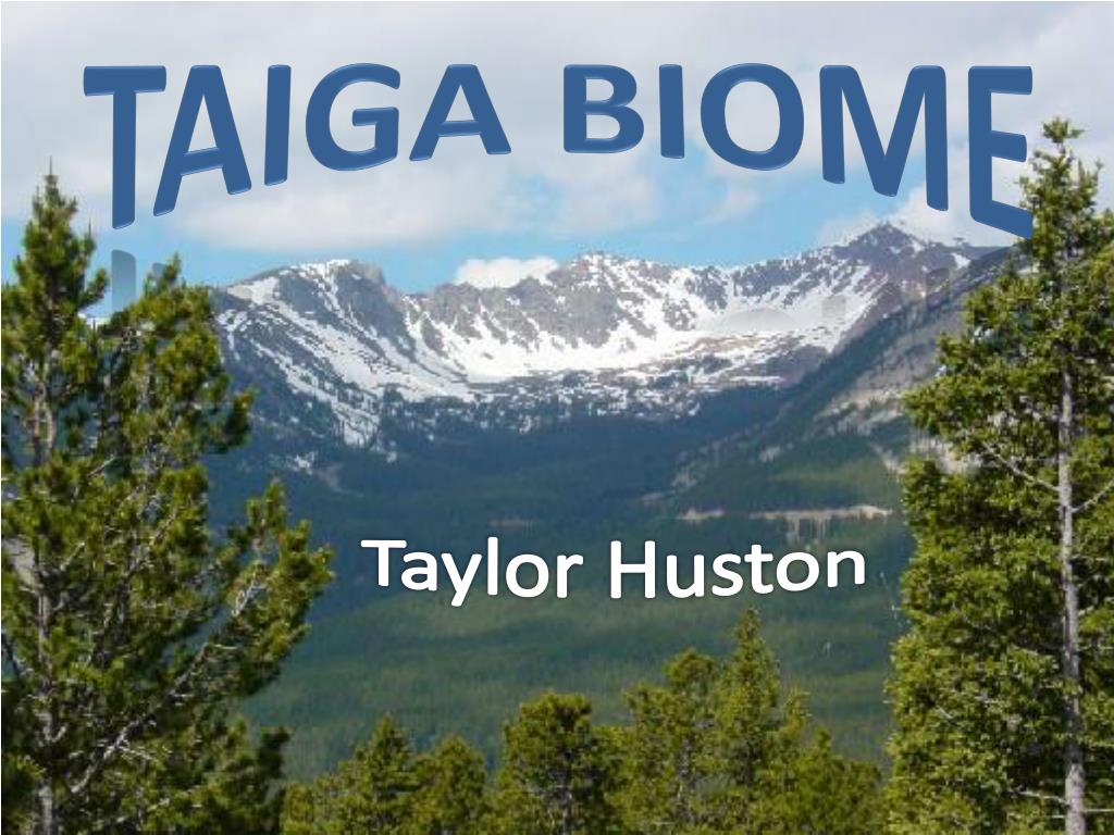 PPT - Taiga Biome PowerPoint Presentation, free download - ID:1600086