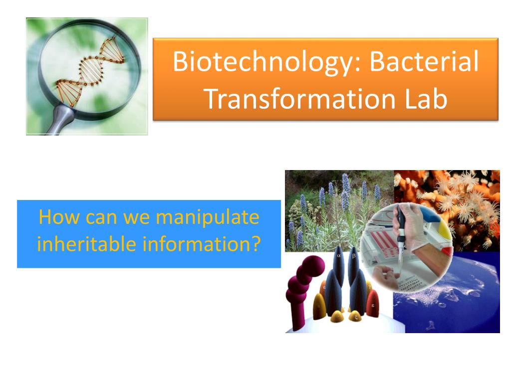 PPT - Biotechnology: Bacterial Transformation Lab PowerPoint ...