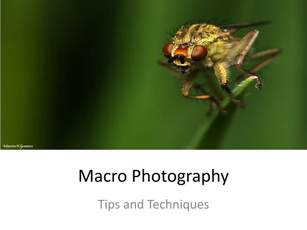 PPT - Macro Photography PowerPoint Presentation, free download - ID:1605430