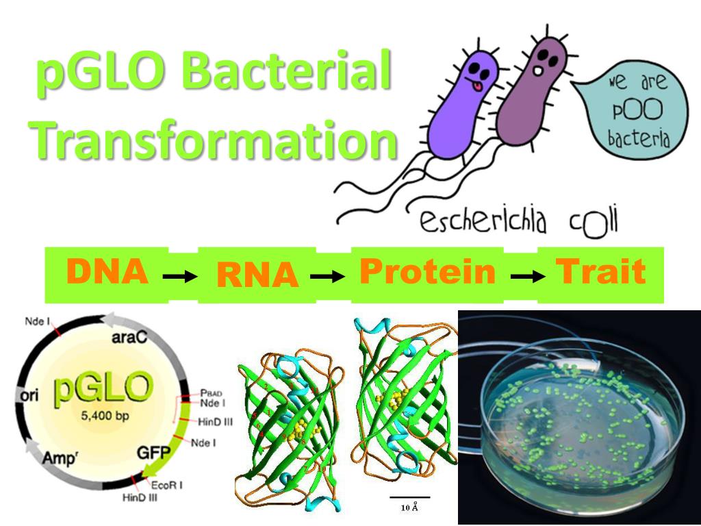 PPT - pGLO Bacterial Transformation PowerPoint Presentation, free ...