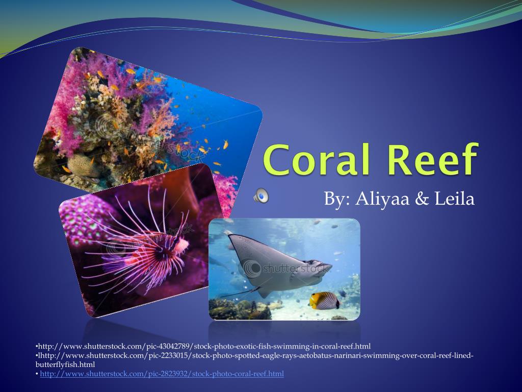 PPT - Coral Reef PowerPoint Presentation, free download - ID:1606241