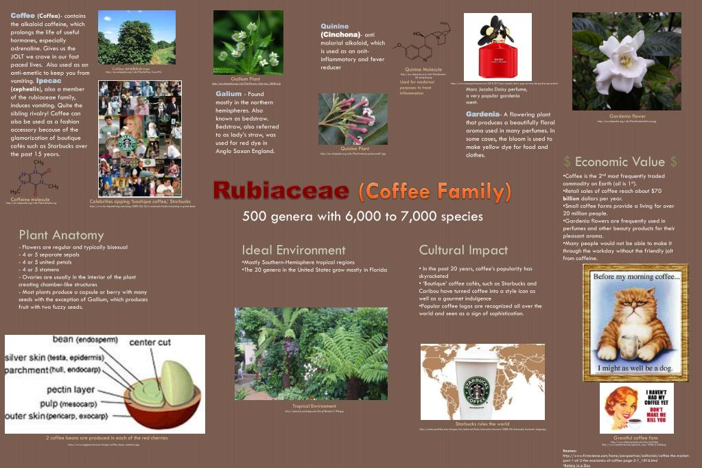 PPT - Rubiaceae (Coffee Family) PowerPoint Presentation, free download ...