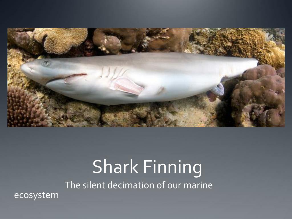 PPT - Shark Finning PowerPoint Presentation, free download - ID:1640060