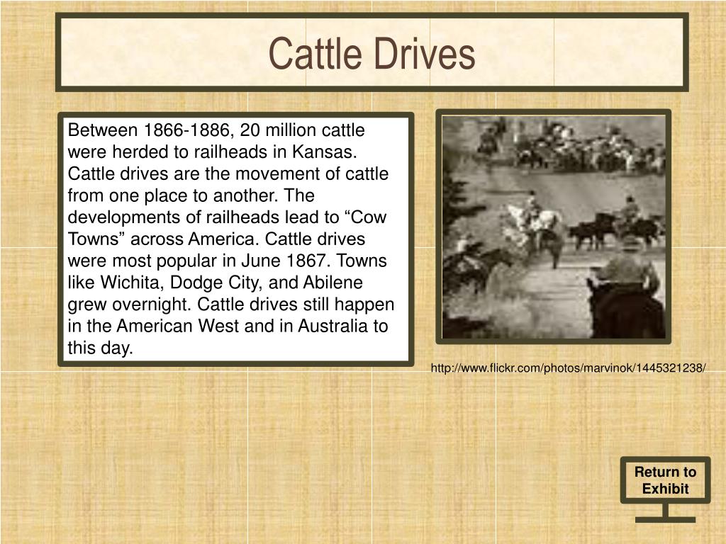 PPT - Cattle Drives PowerPoint Presentation, free download - ID:1676581