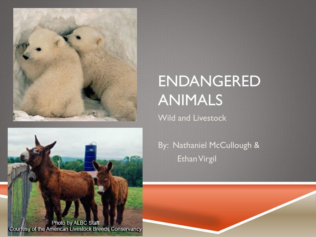 PPT - Endangered animals PowerPoint Presentation, free download - ID ...