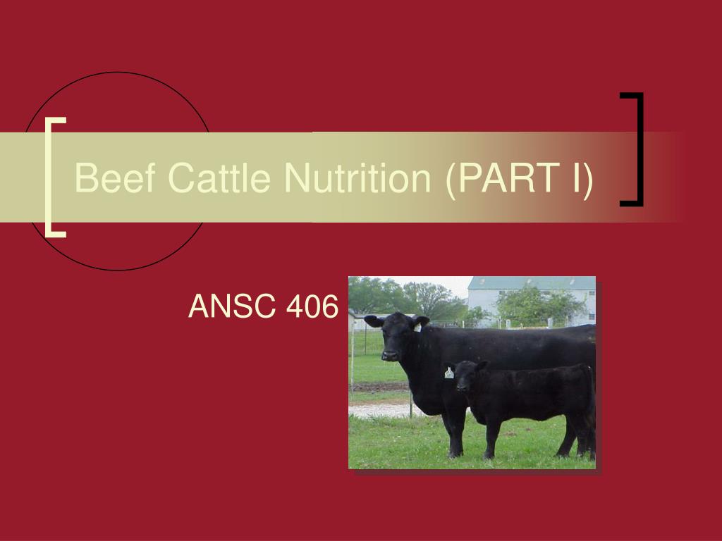 PPT - Beef Cattle Nutrition (PART I) PowerPoint Presentation, free ...