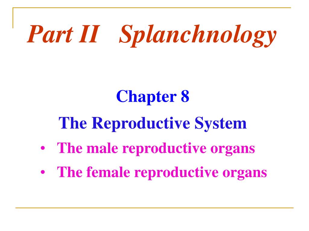 PPT - Part II Splanchnology Chapter 8 The Reproductive System The male ...