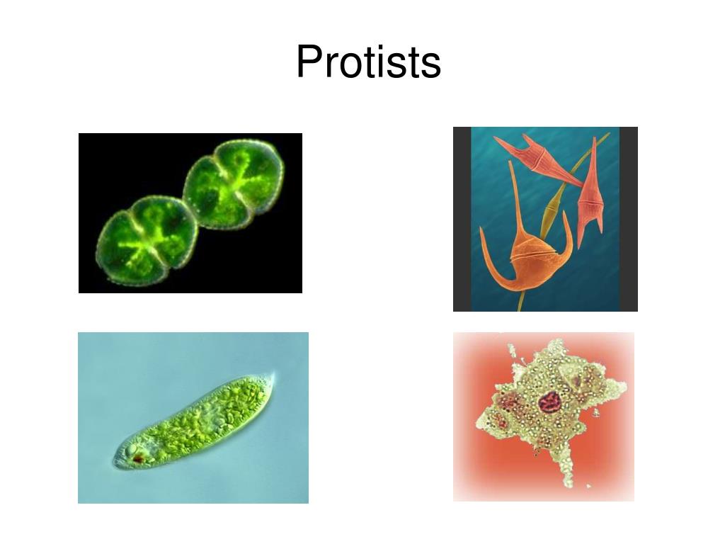 PPT - Protists PowerPoint Presentation, free download - ID:1699731