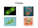 PPT - Protists PowerPoint Presentation, free download - ID:4200408