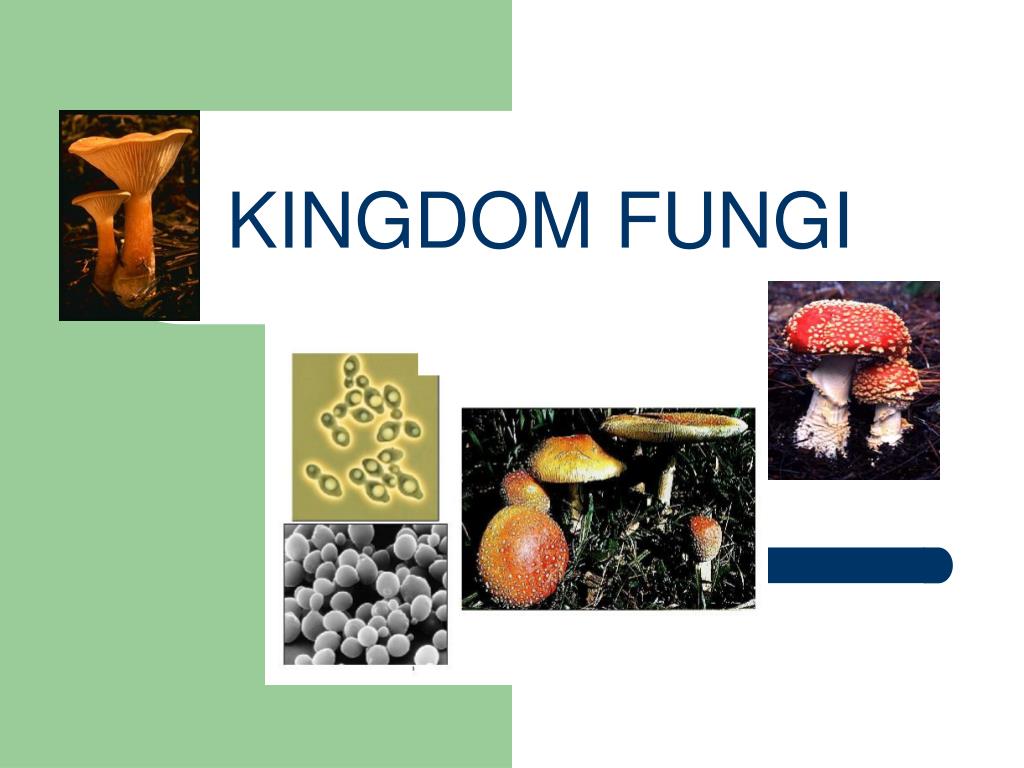PPT - KINGDOM FUNGI PowerPoint Presentation, free download - ID:1699735