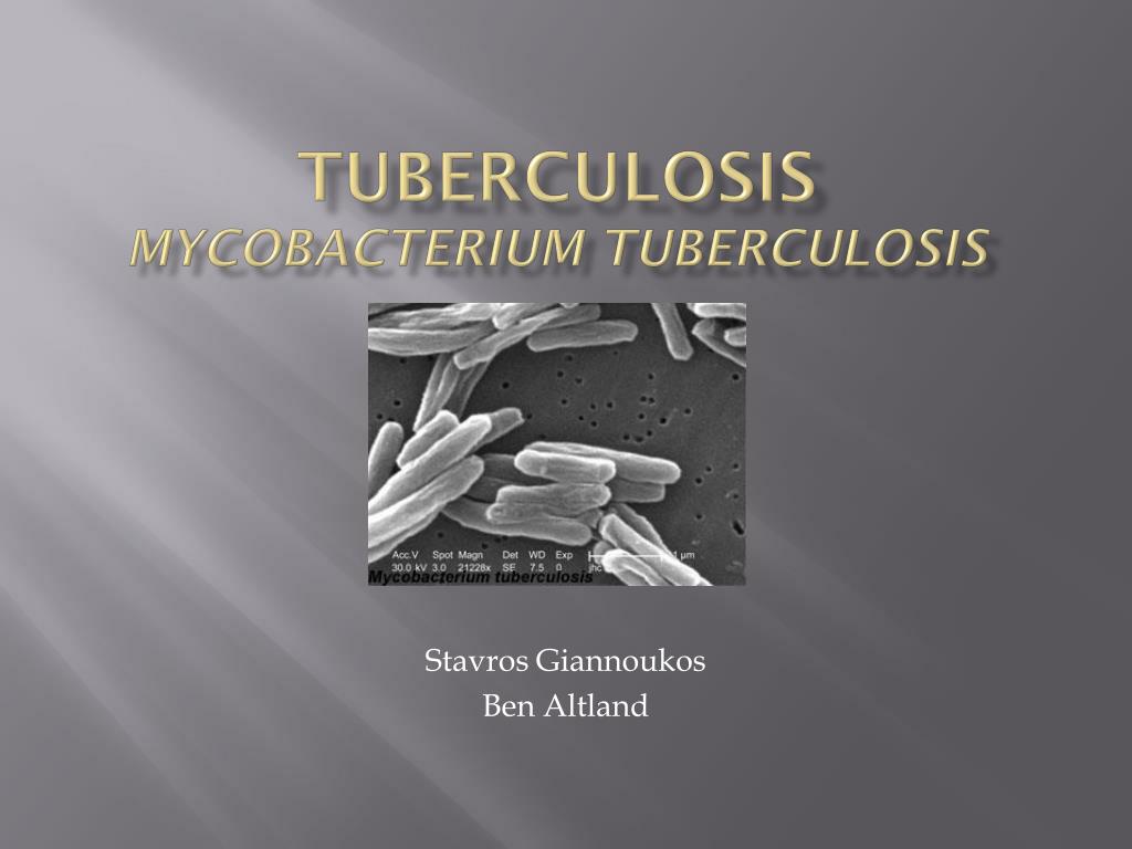 PPT - Tuberculosis Mycobacterium tuberculosis PowerPoint Presentation ...