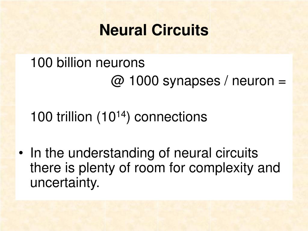 PPT - Neural Circuits PowerPoint Presentation, free download - ID:1709938