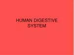 PPT - Human Digestive System PowerPoint Presentation, free download ...