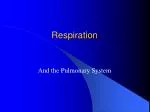 PPT - Respiration PowerPoint Presentation, free download - ID:2016285