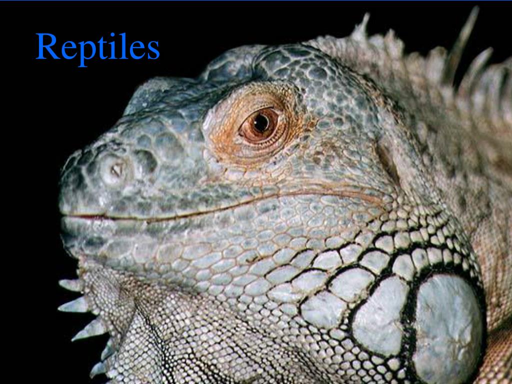 PPT - Reptiles PowerPoint Presentation, free download - ID:1714044