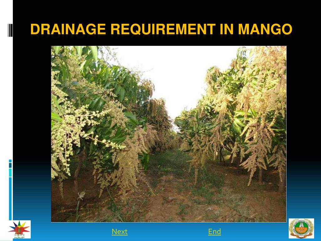 PPT - Drainage requirement in mango PowerPoint Presentation, free ...