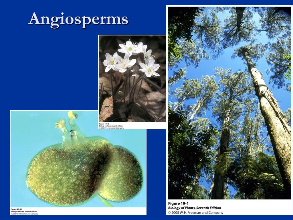 PPT - Angiosperms PowerPoint Presentation, free download - ID:1720023