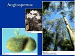 PPT - Reproduction in Angiosperms PowerPoint Presentation, free ...