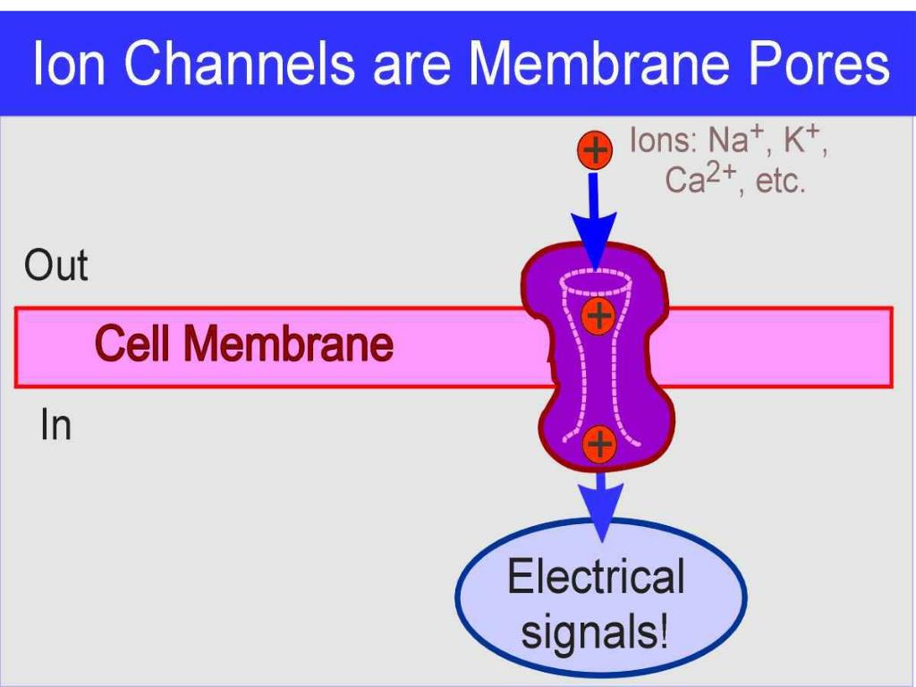 PPT - Ion Channels defined PowerPoint Presentation, free download - ID ...