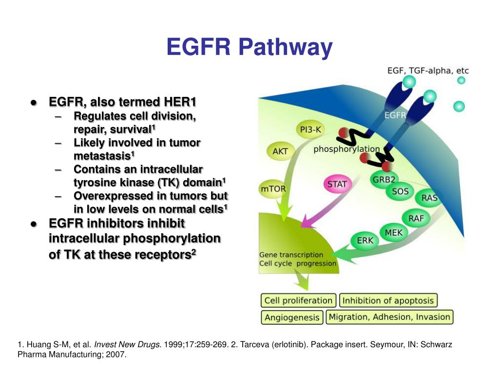 PPT - EGFR Pathway PowerPoint Presentation, free download - ID:1720906
