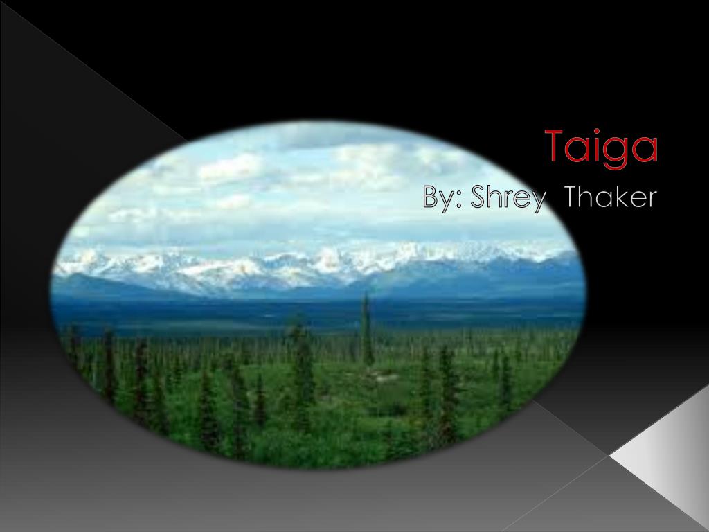 PPT - Taiga PowerPoint Presentation, free download - ID:1721838
