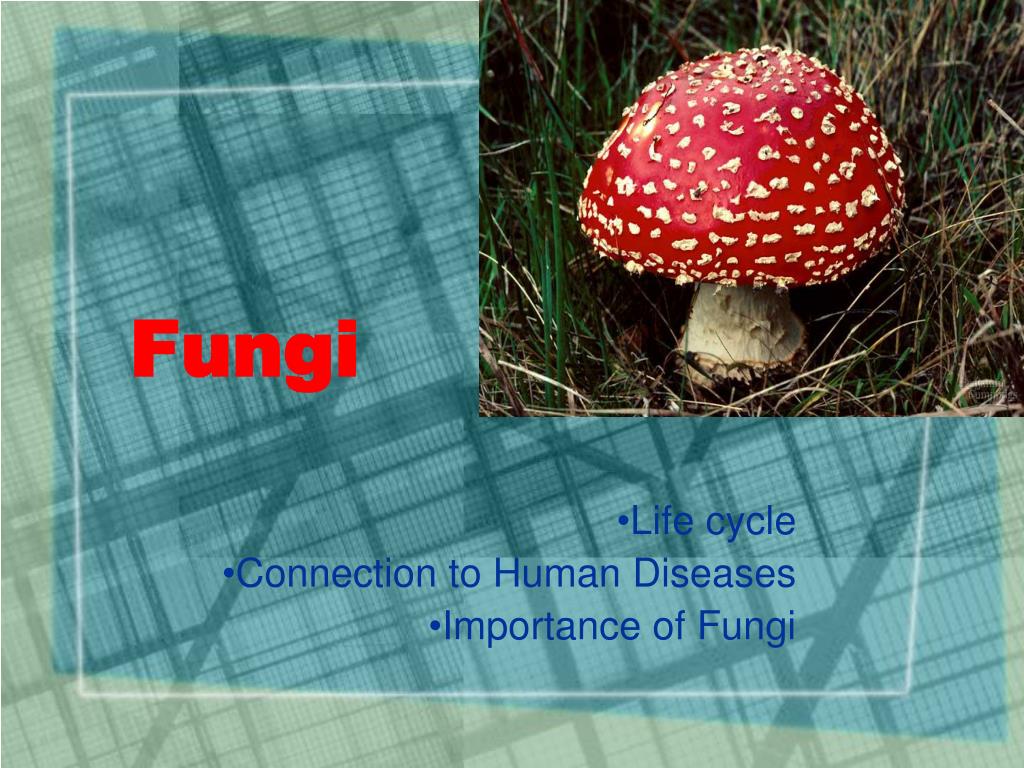 PPT - Fungi PowerPoint Presentation, free download - ID:1722755