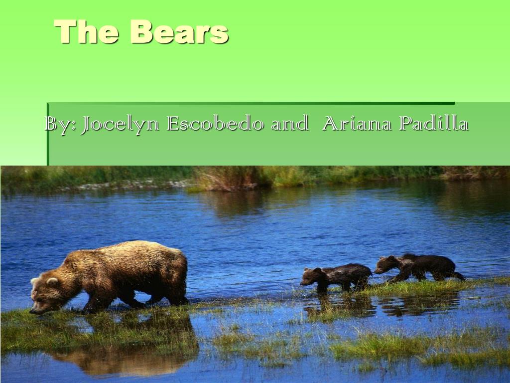 PPT - The Bears PowerPoint Presentation, free download - ID:1724241