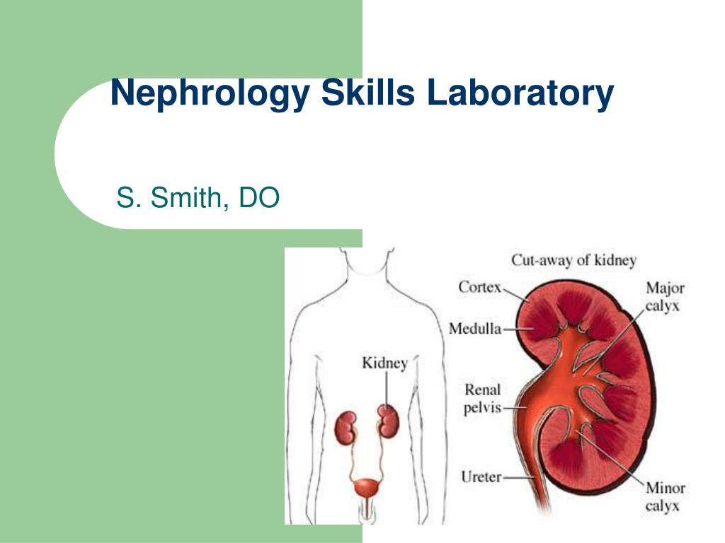 PPT - Nephrology Skills Laboratory PowerPoint Presentation, free ...