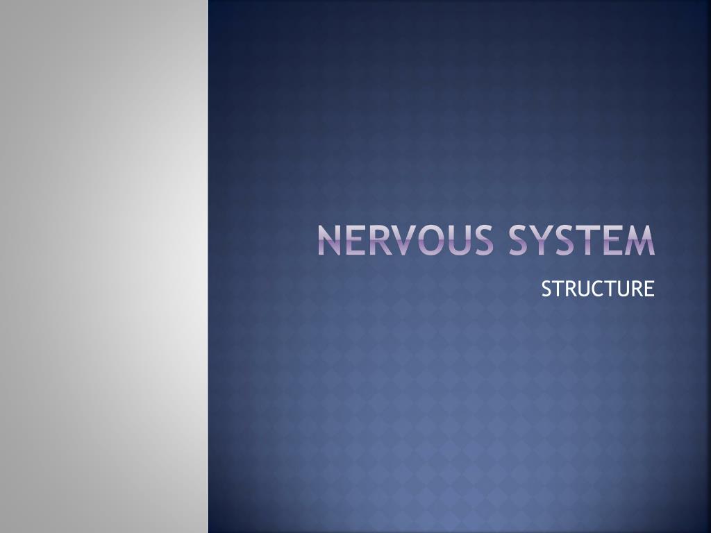 PPT - NERVOUS SYSTEM PowerPoint Presentation, free download - ID:1728753