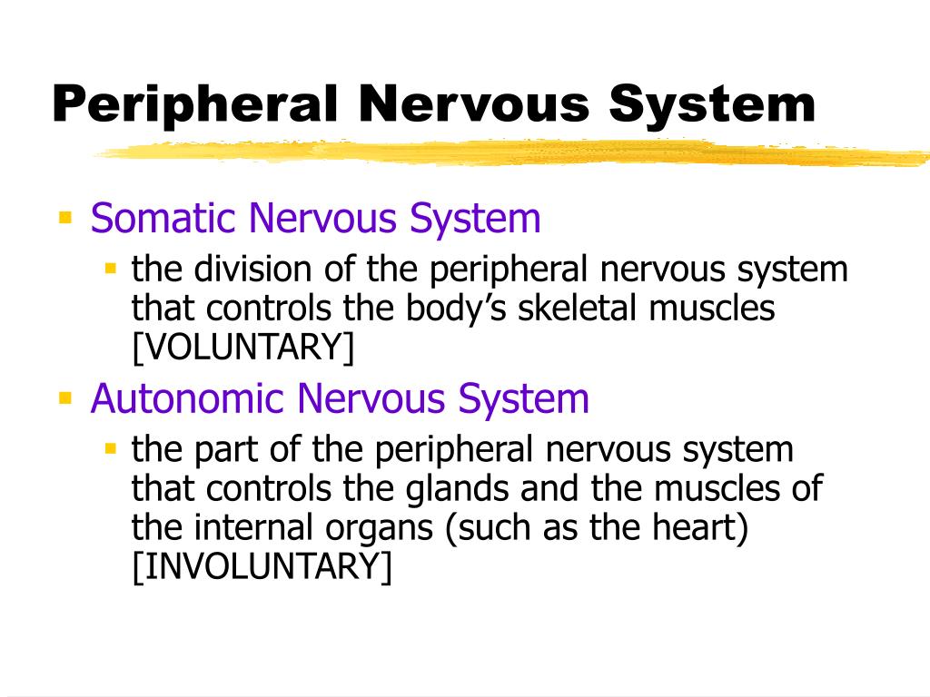 PPT - Peripheral Nervous System PowerPoint Presentation, free download ...