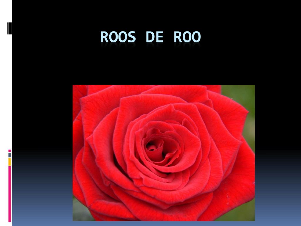 PPT - Roos De Roo PowerPoint Presentation, free download - ID:1734420