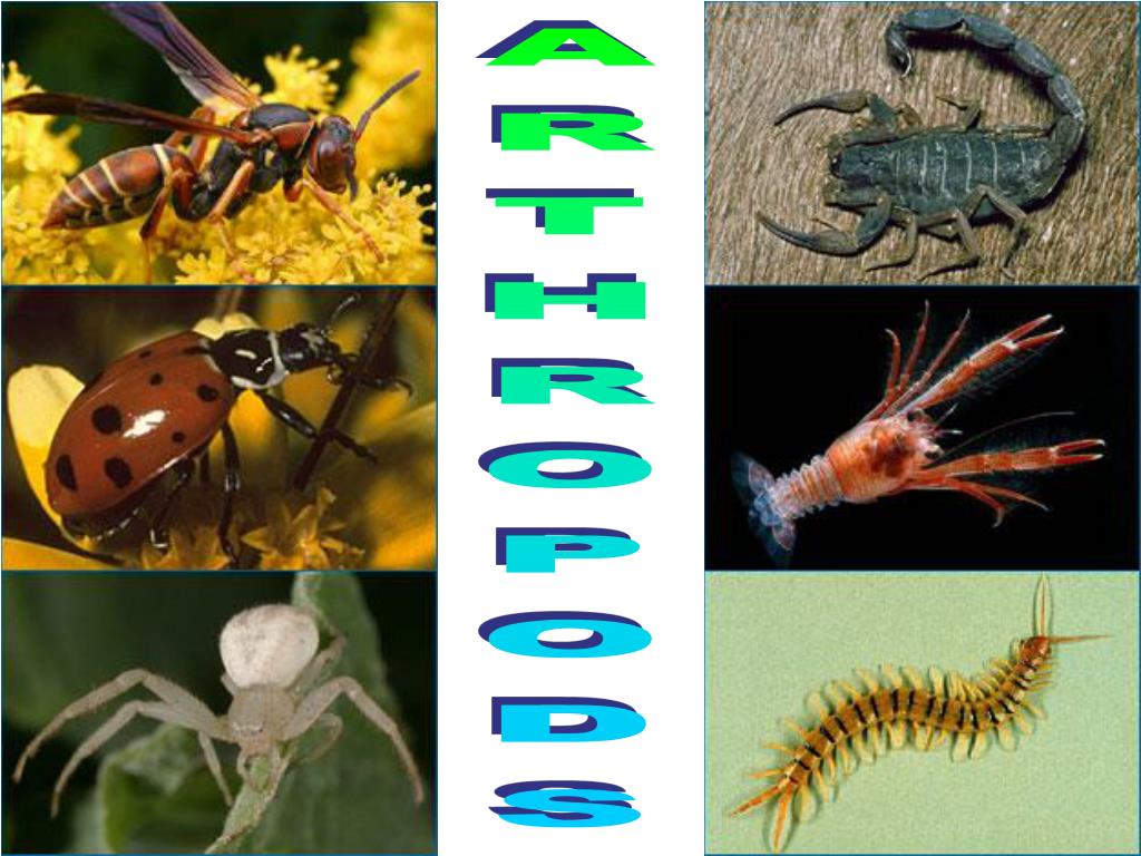 PPT - ARTHROPODS PowerPoint Presentation, free download - ID:1743732