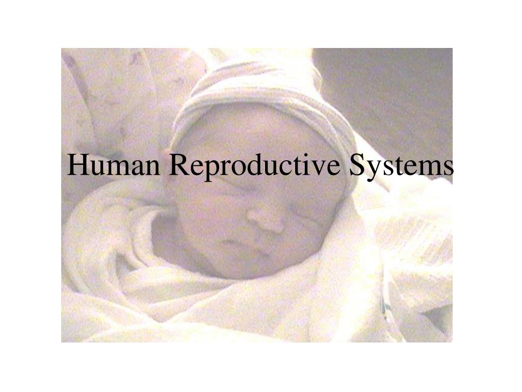 PPT - Human Reproductive Systems PowerPoint Presentation, free download ...