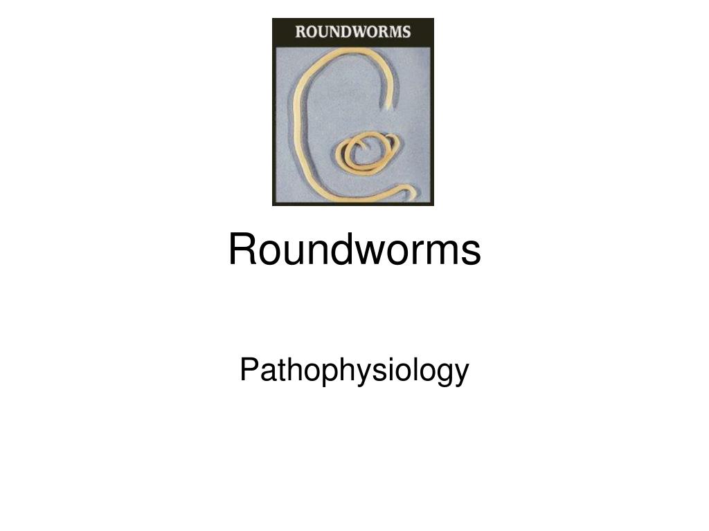 PPT - Roundworms PowerPoint Presentation, free download - ID:1745236